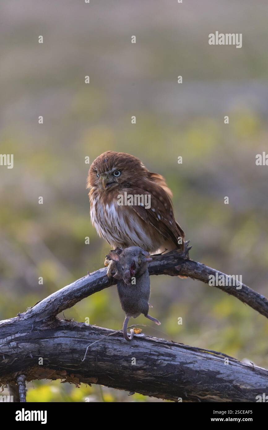 One East Brazilian pygmy owl (Glaucidium minutissimum), also known as ...
