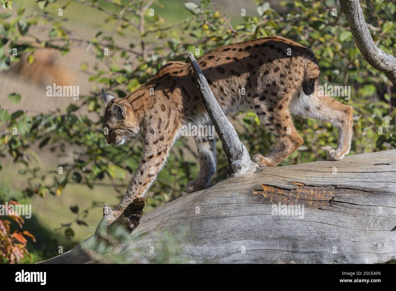 One Eurasian lynx, (Lynx lynx), walking down a fallen tree. Side view ...