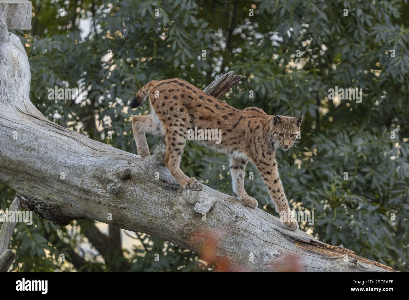 One Eurasian lynx, (Lynx lynx), walking down a fallen tree. Side view ...