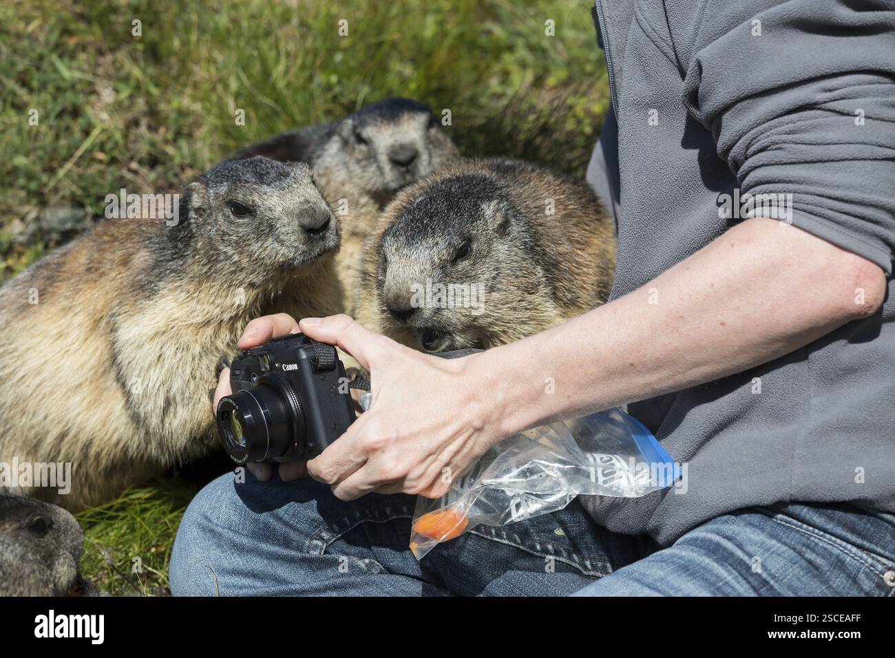 Three adult Alpine Marmot, Marmota marmota, checking the photographs ...
