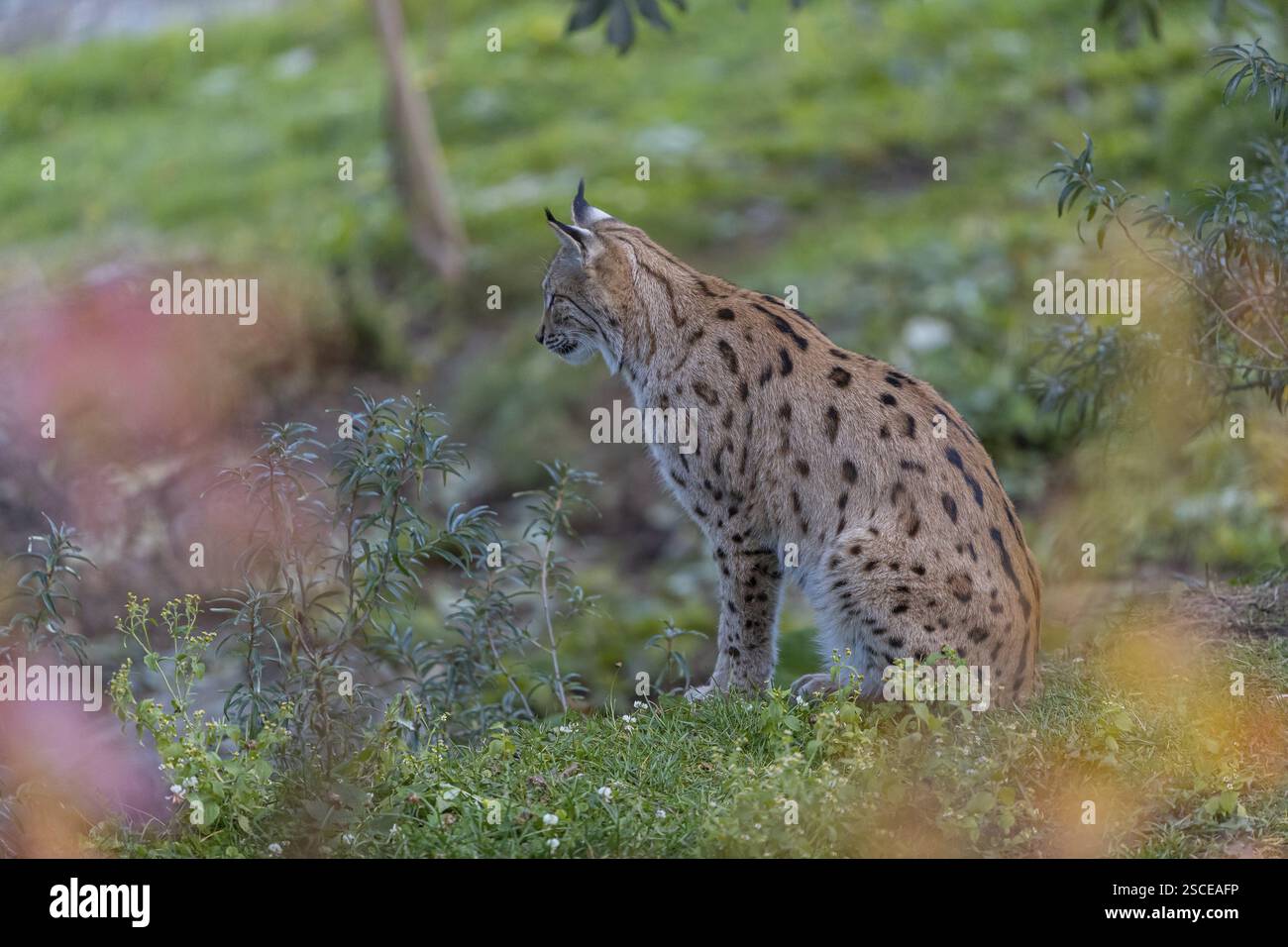 One Eurasian lynx, (Lynx lynx), sitting on green grass framed by fall ...