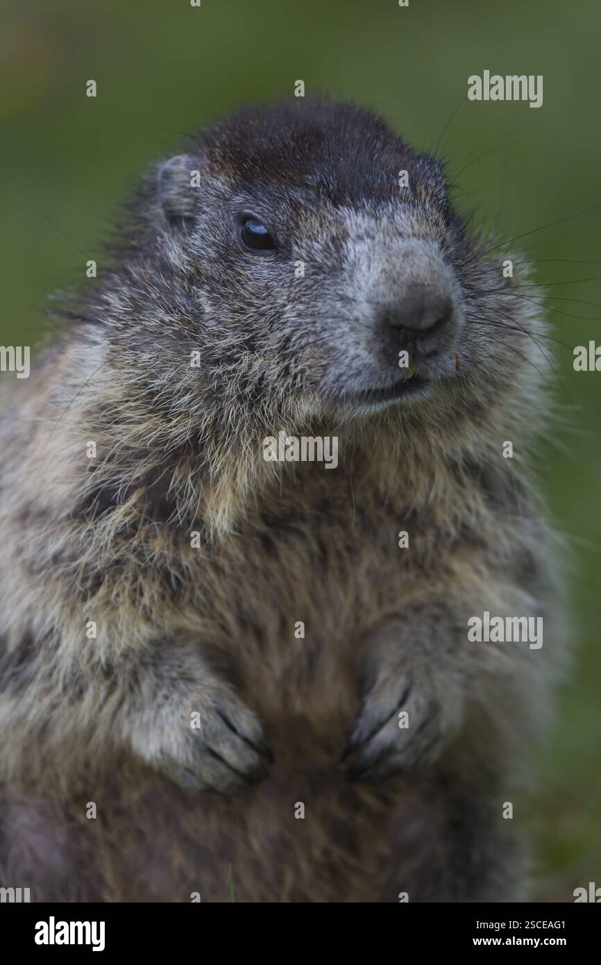 Close up marmot detailed hi-res stock photography and images - Alamy