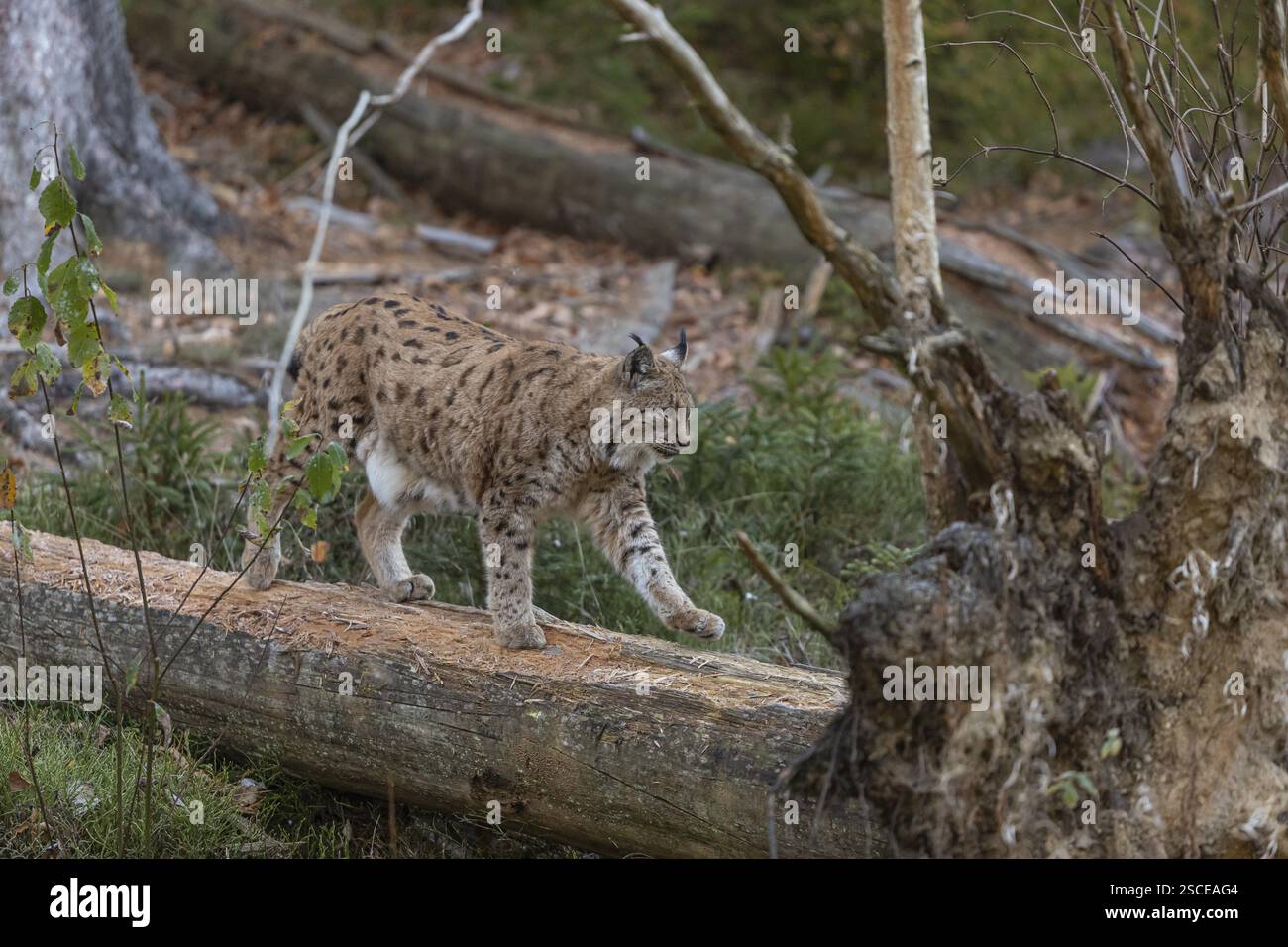 One Eurasian lynx, (Lynx lynx), walking on a fallen tree. Side view ...
