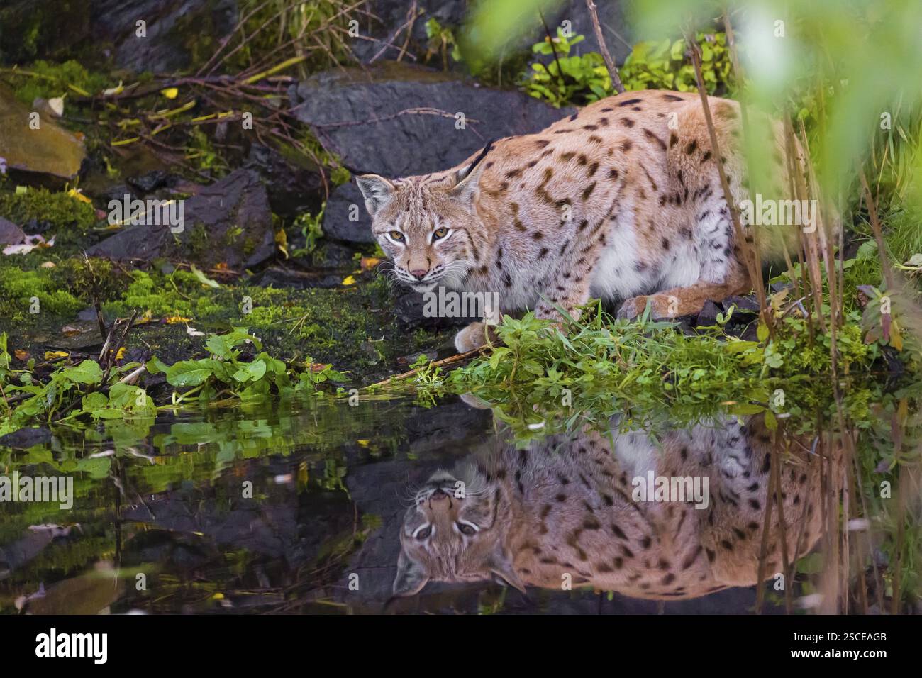 A young Eurasian lynx, (Lynx lynx) stands at a small pond and drinks ...