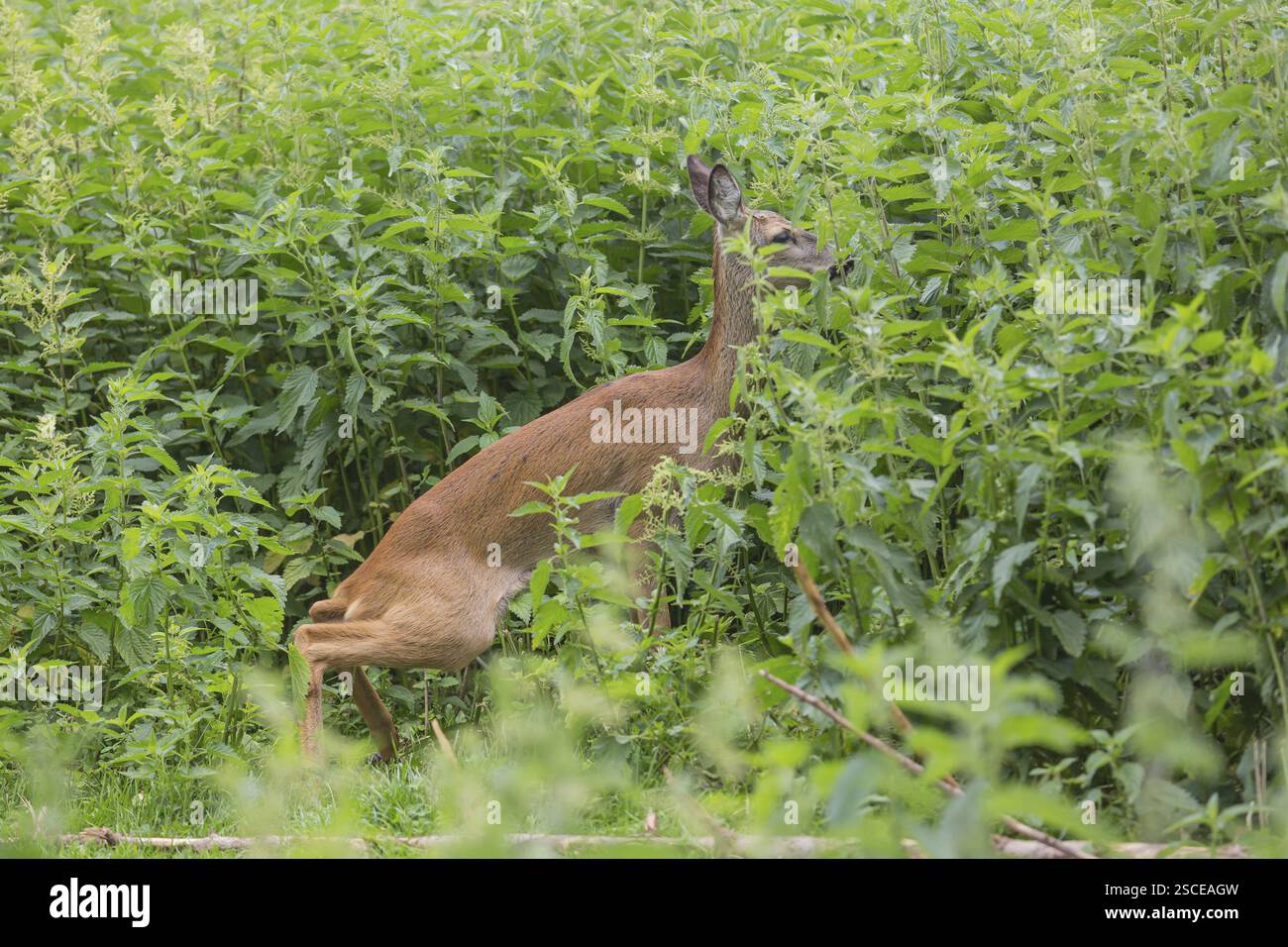 One female Roe Deer, (Capreolus capreolus), standing in a thicket of stinging nettle, urinating ...
