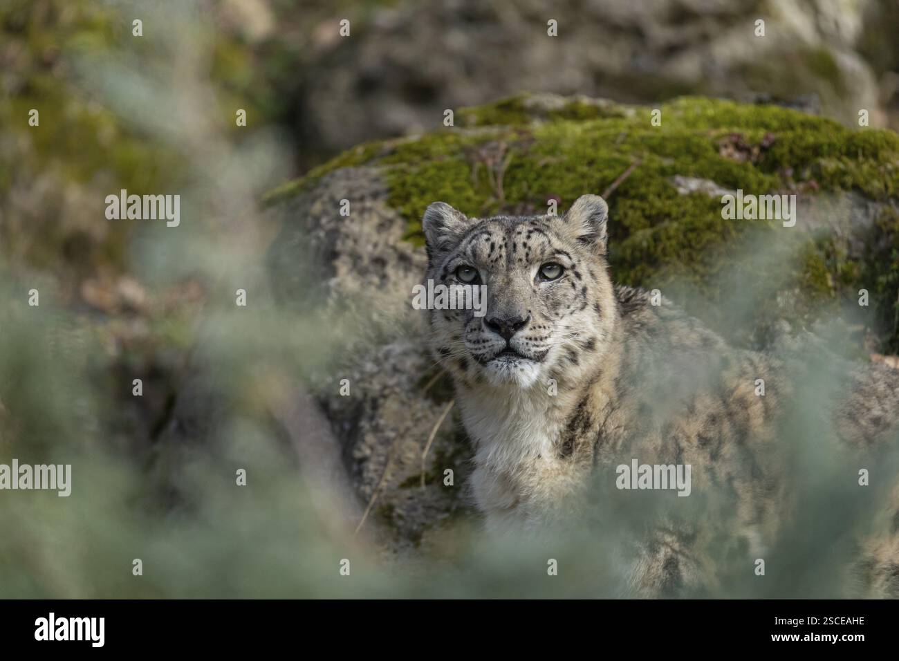 One adult snow leopard (Panthera uncia) standing between rocks on hilly ...