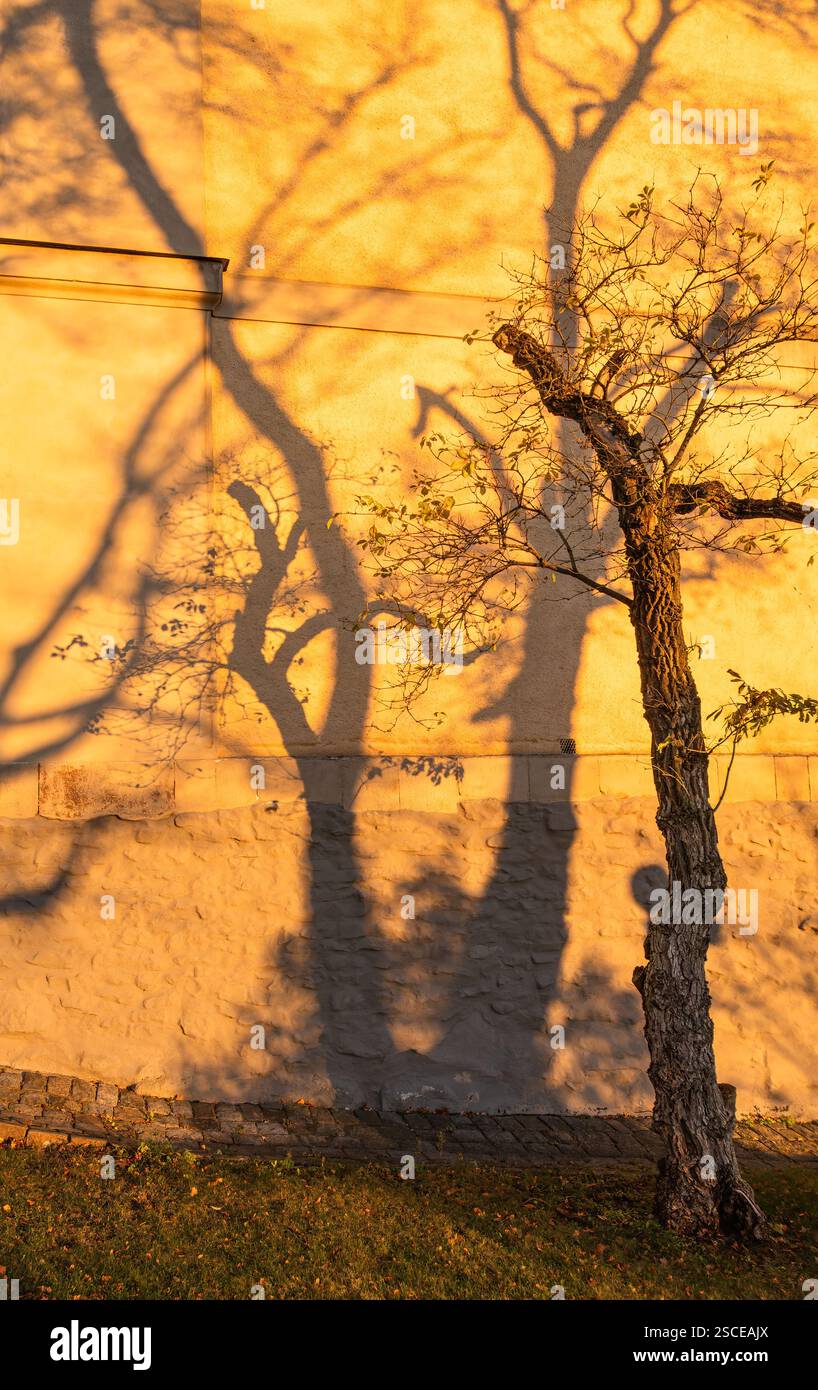 A tree casts a shadow on a sunlit wall, creating an artistic silhouette ...
