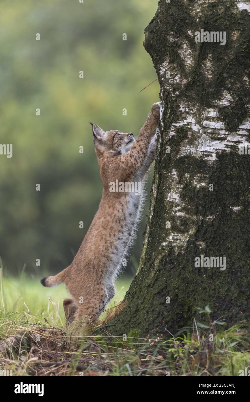 One young Eurasian lynx, (Lynx lynx), standing erected and sharpening ...