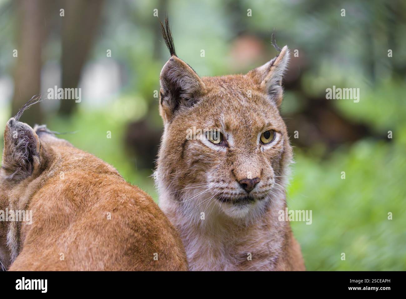 Two Eurasian lynx (Lynx lynx) sit on the forest floor and groom each ...