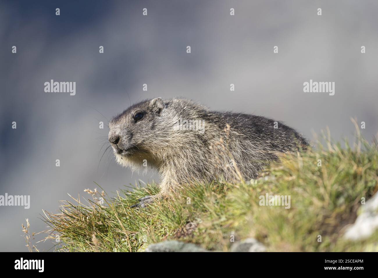 One young Alpine Marmots, Marmota marmota, sideview portrait in early morning light. Mountains ...