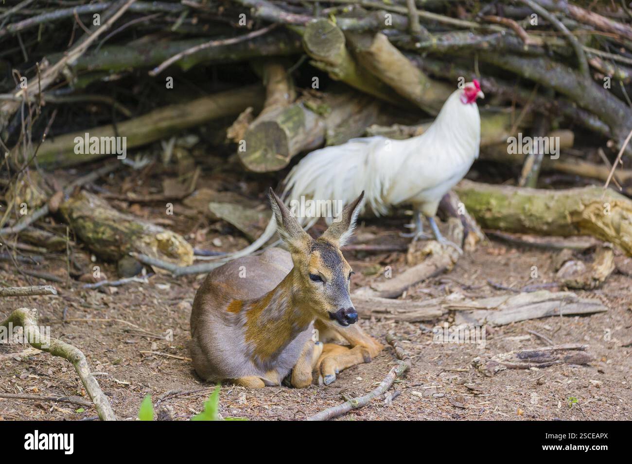 One female Roe Deer, (Capreolus capreolus), rests next to a pile of ...