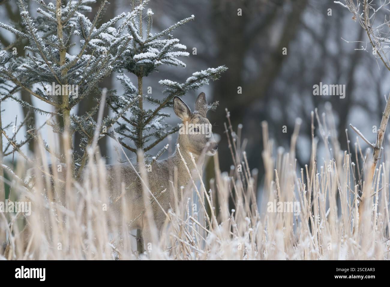 Roe deer between fir trees with hoar frost at minus 15 °C. Feeding on ...