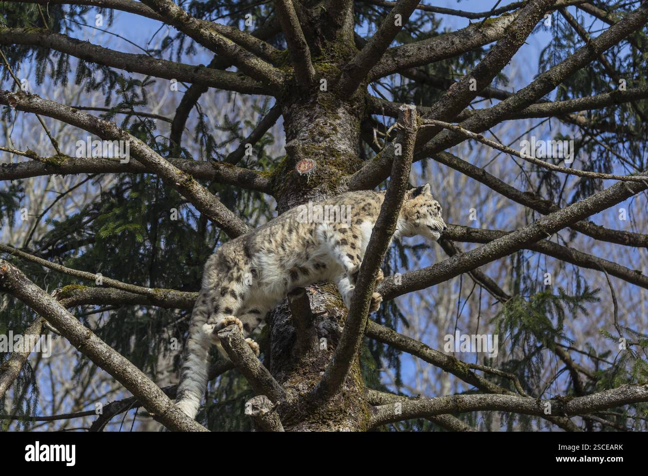 One adult snow leopard (Panthera uncia) standing high up in a tree ...