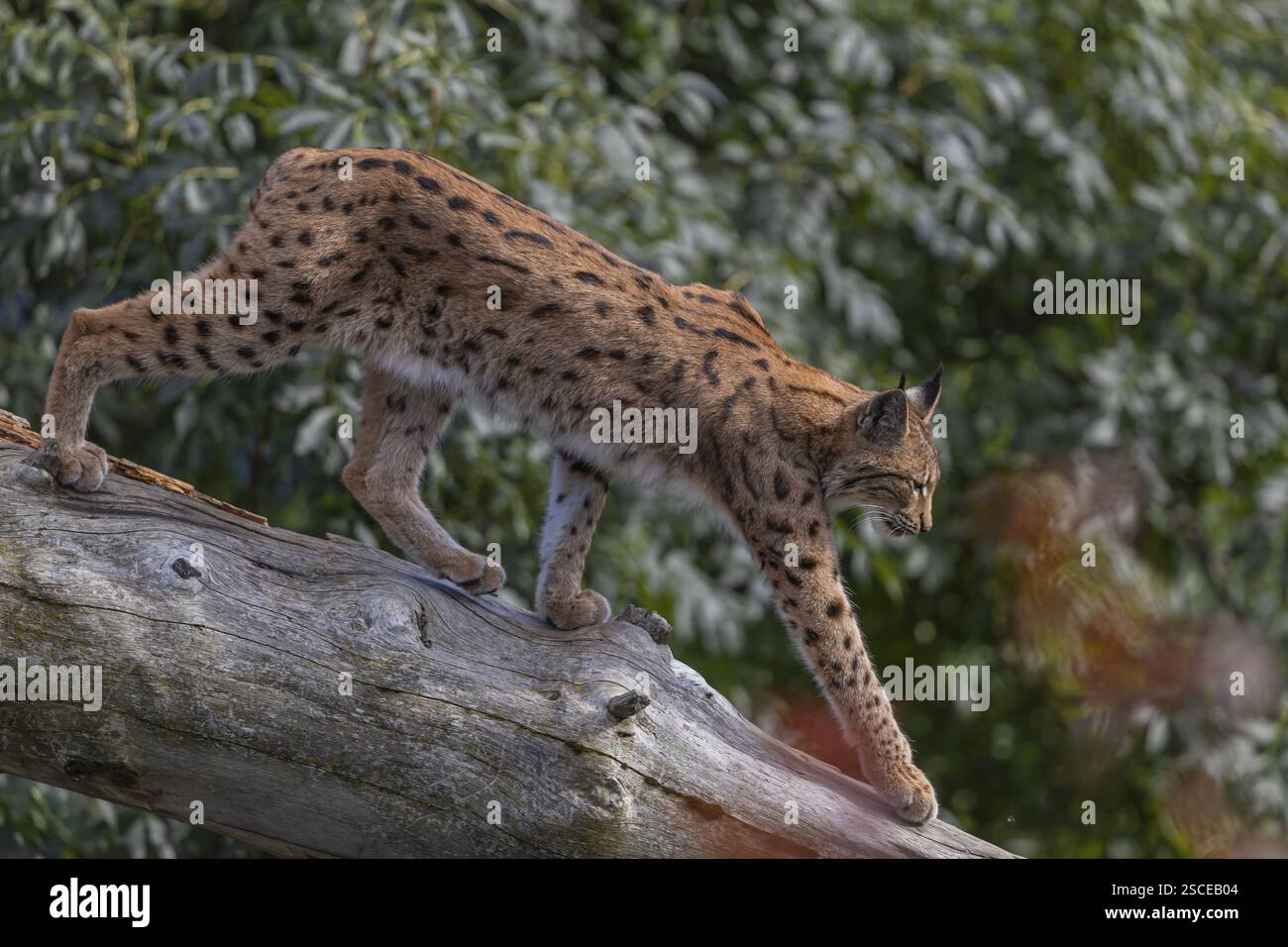 One Eurasian lynx, (Lynx lynx), walking down a fallen tree. Side view ...