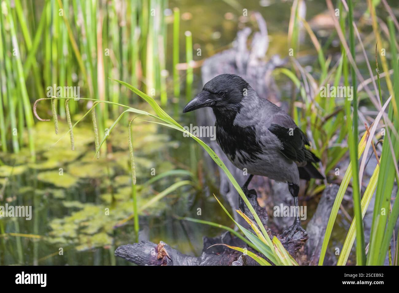 An adult hooded crow (Corvus cornix), sits on a branch in a garden pond ...