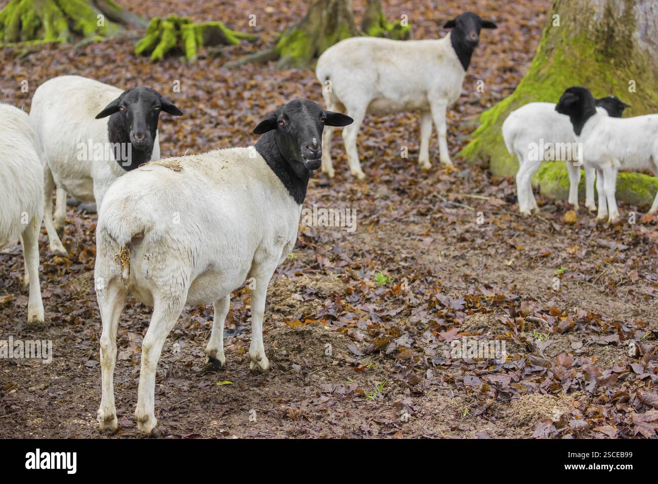 A flock of Blackheaded Somali Sheep, Ovis aries, stand in an open ...