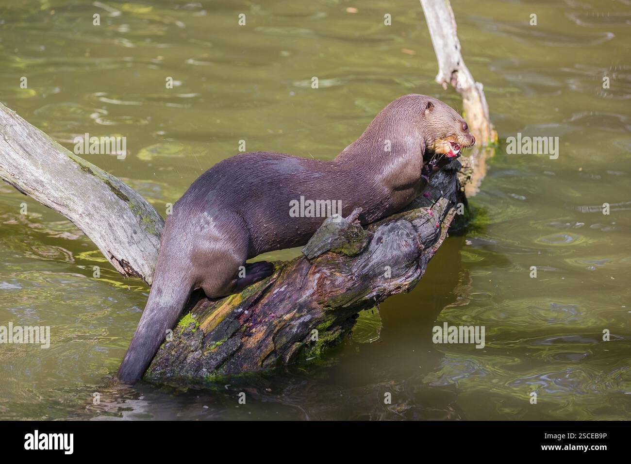 A giant otter or giant river otter (Pteronura brasiliensis) sits on a ...