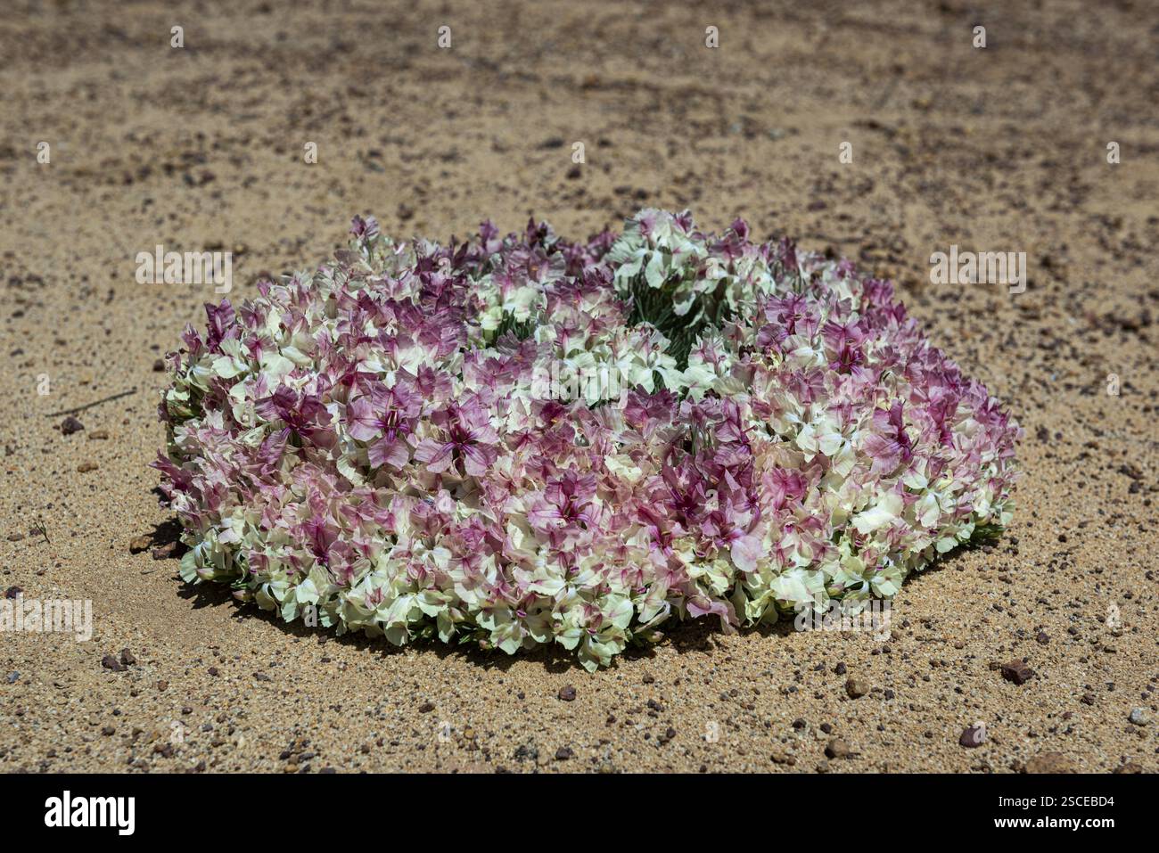 Wreath flower (Lechenaultia macrantha), Outback, Western Australia ...