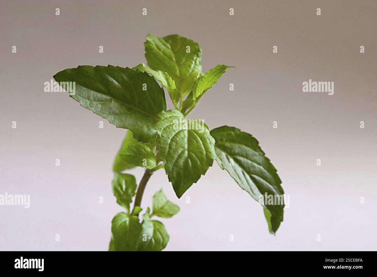 Wild Plant, Tulsi, Holy Basil Plant. Plant of Devotion and Love, Ocimum ...
