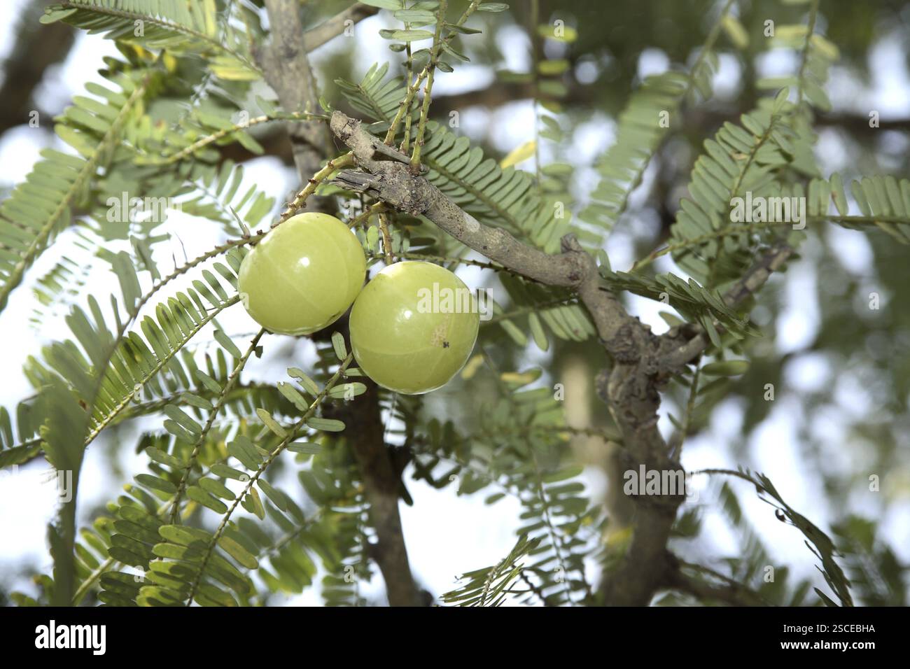 Fruits, Food ayurvedic medicine and herb fruit Amla Emblica officinalis ...
