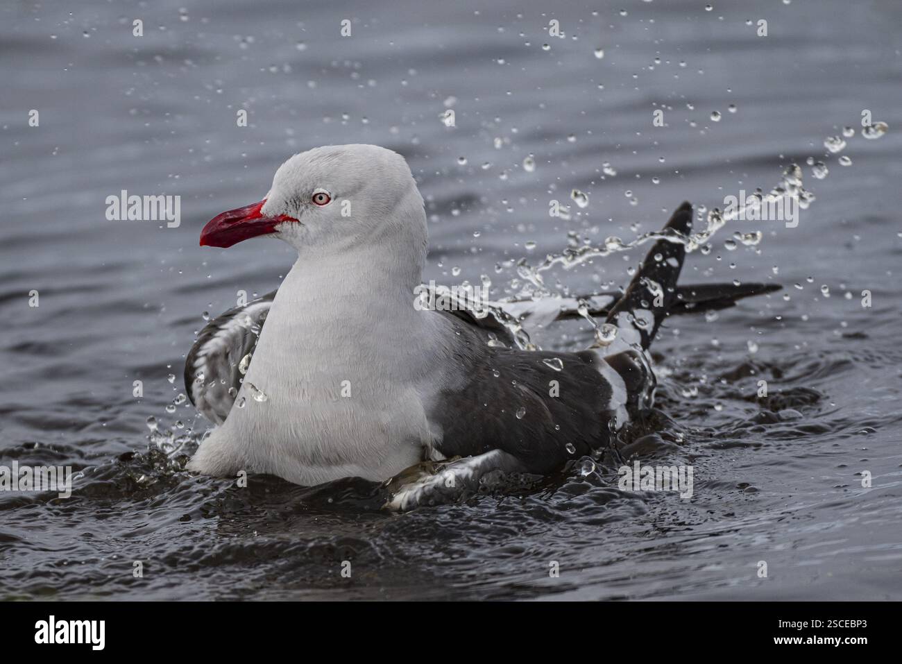 Blood-billed Gull (Leucophaeus scoresbii, also Larus scoresbii ...