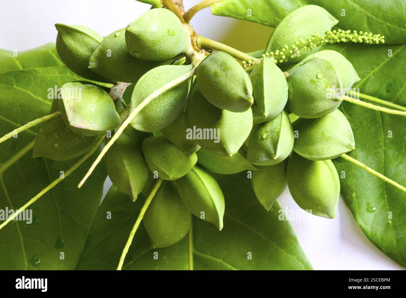 Fruit, green almond badam Prunus dulcis on white background Stock Photo ...