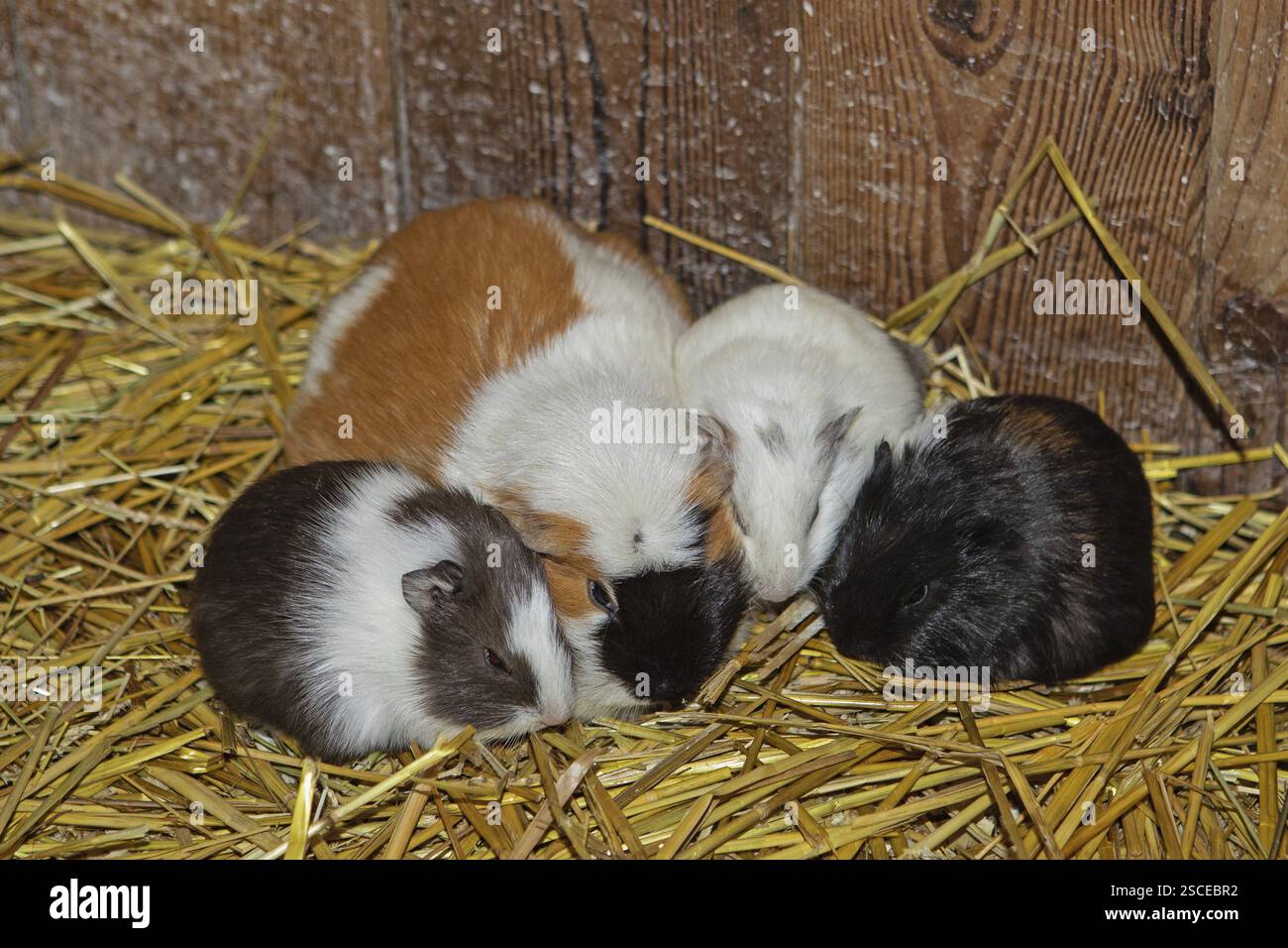 Guinea Pig Pig pig old animal and three young animals sitting on straw ...