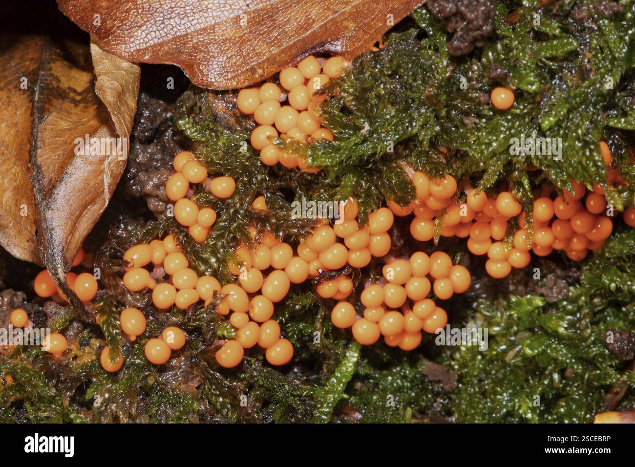 Trichia decipiens many fruiting bodies with orange stems and caps next ...
