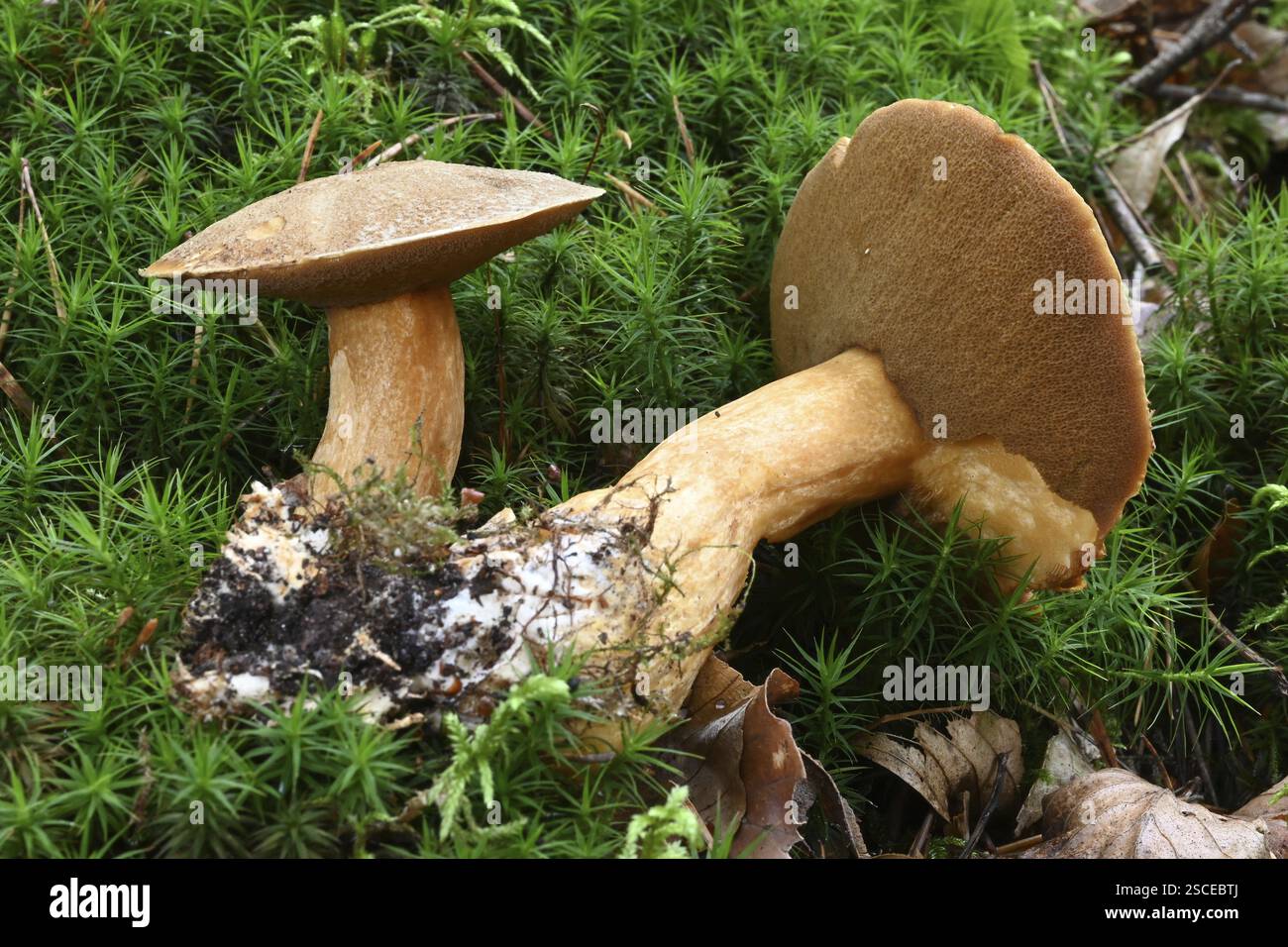 Sand boletus (Suillus variegatus), Lower Franconia, Bavaria, Germany ...