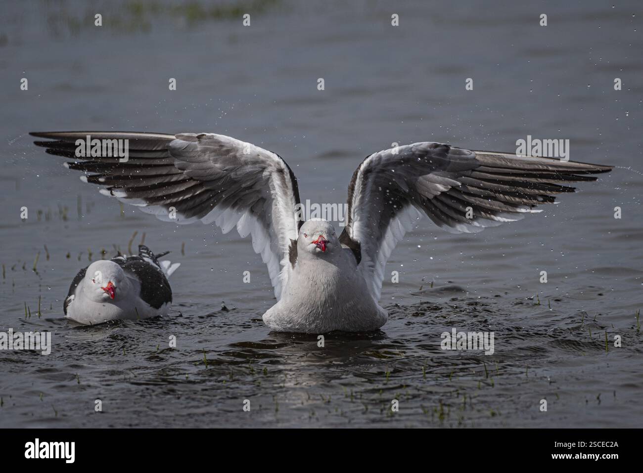 Blood-billed Gull (Leucophaeus scoresbii, also Larus scoresbii ...