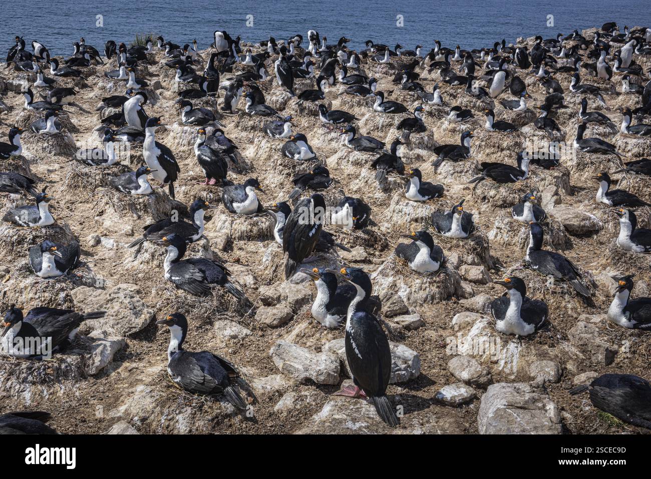 Blue-eyed Cormorant (Phalacrocorax atriceps), also Imperial shag ...