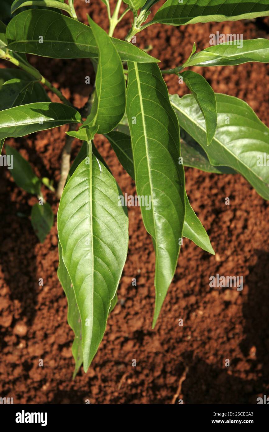 Ayurvedic medicinal plant scientific name adhatoda vasica nees ...