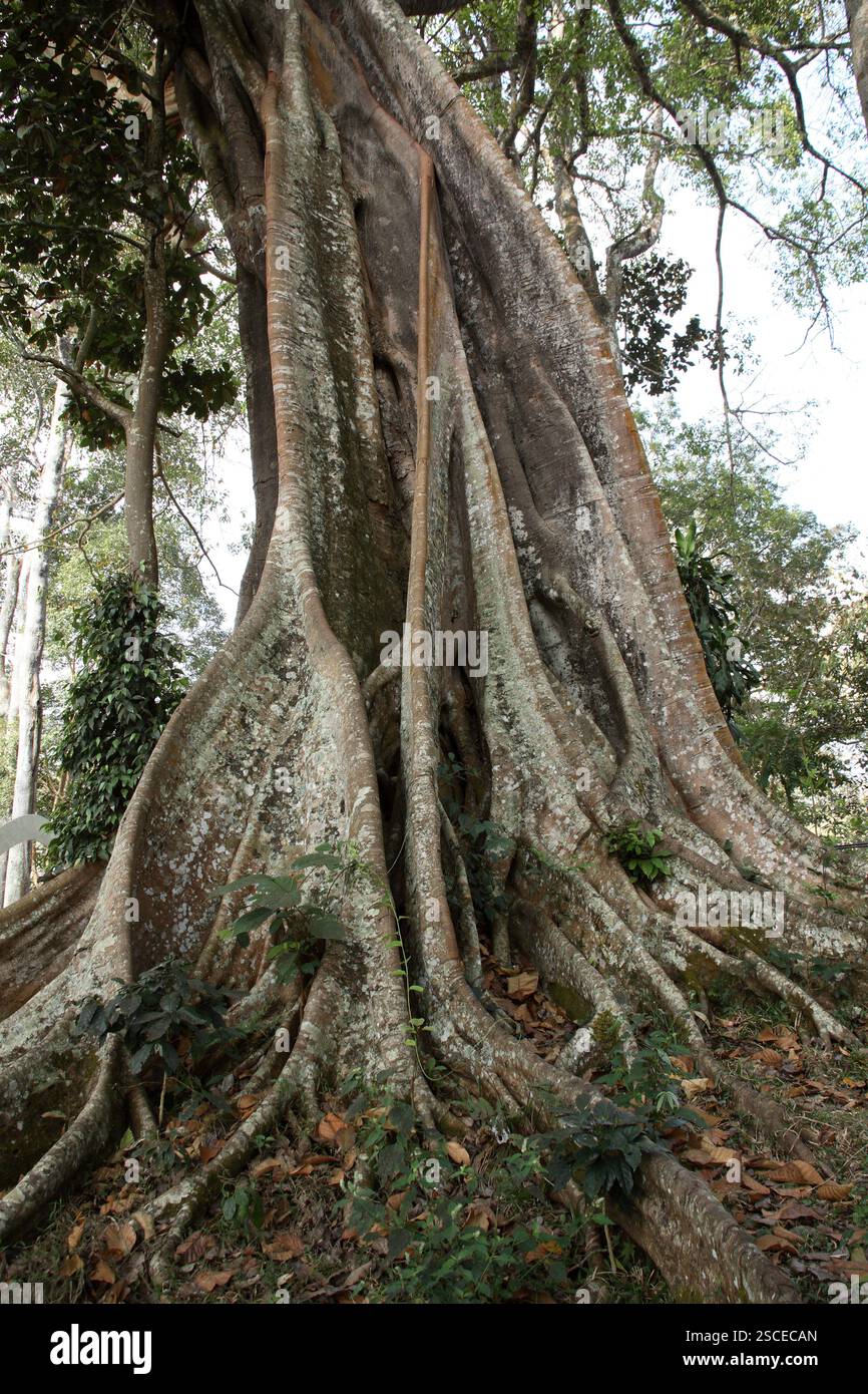 Banyan tree Botanical name Ficus bengalensis, Periyar wildlife ...