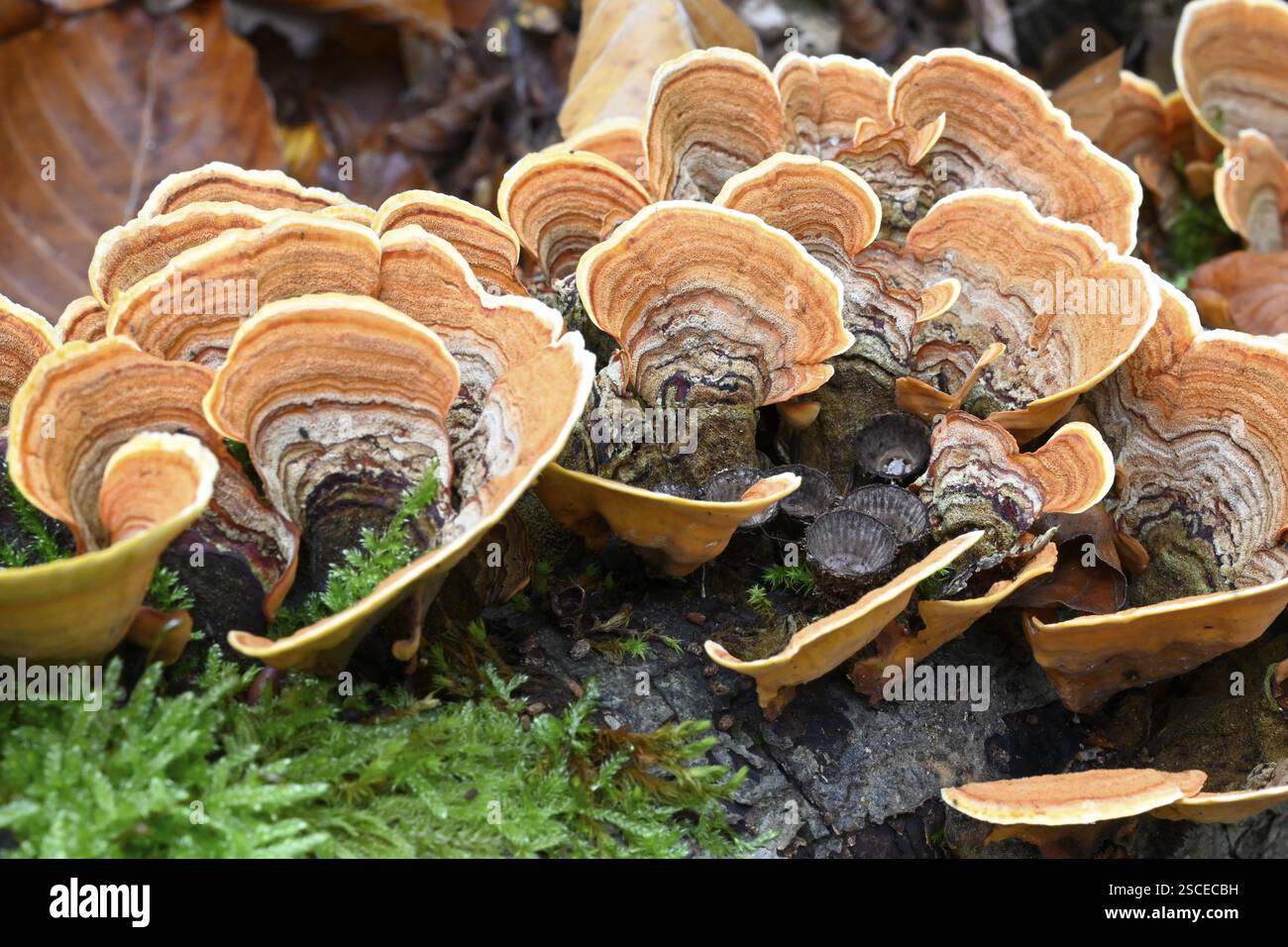 Butterfly Tramete (Trametes versicolor, Coriolus versicolor, Polyporus ...