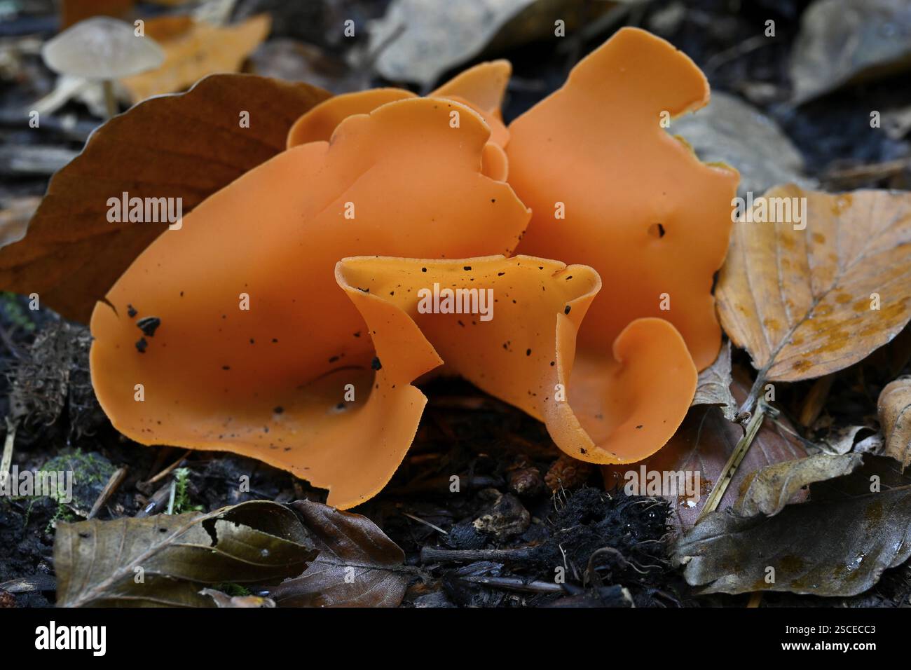 Apricot jelly, flesh-red jelly, Malchus ear (Tremiscus helvelloides ...