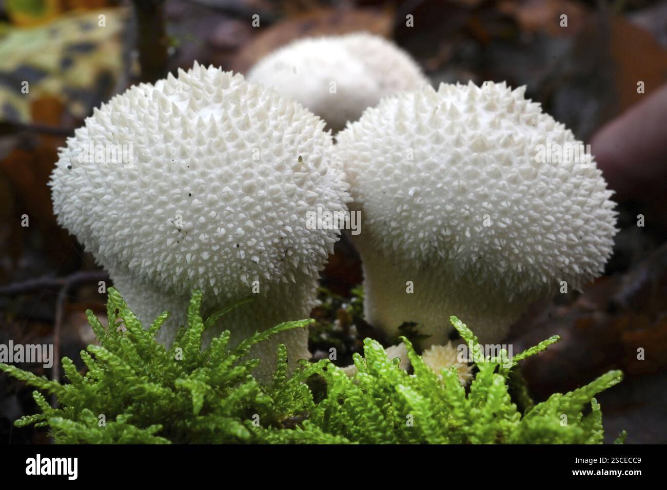 Bottle dust fungus, bottle bovist, warty dust fungus, spicy dust fungus ...
