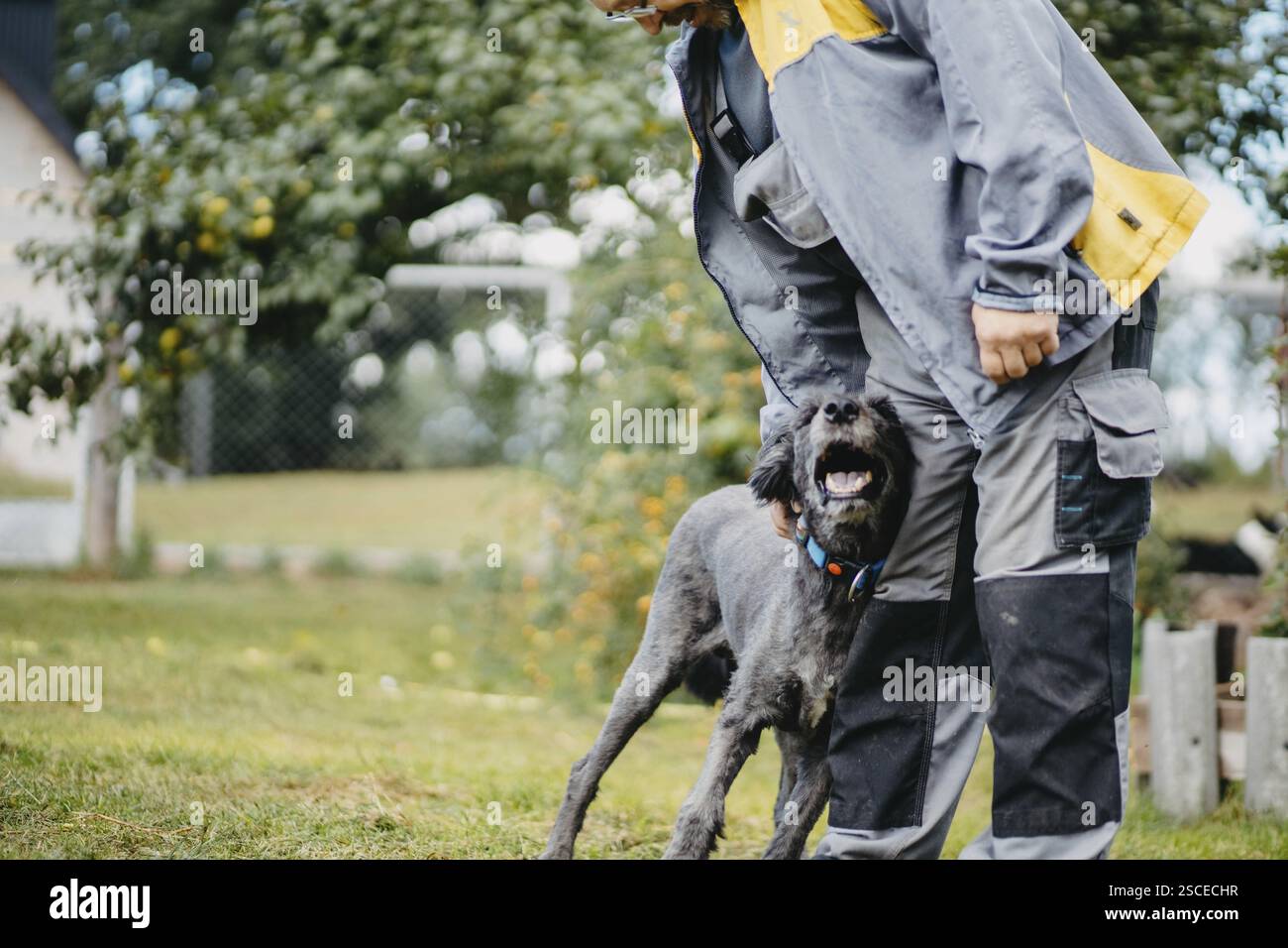 Human dog interacting hi-res stock photography and images - Alamy