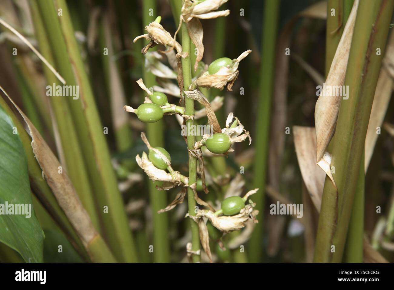Spices, mouth freshener and ayurvedic medicine Cardamom plants with raw ...