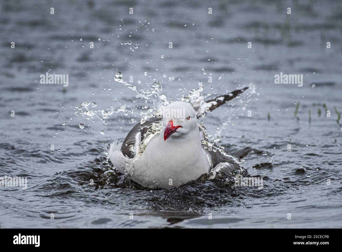Blood-billed Gull (Leucophaeus scoresbii, also Larus scoresbii ...