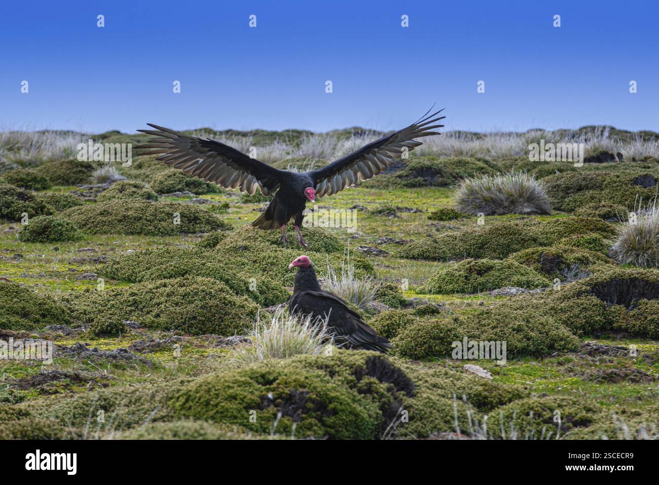 Turkey Vulture (Cathartes aura) in the field, Pebble Island, Falkland ...