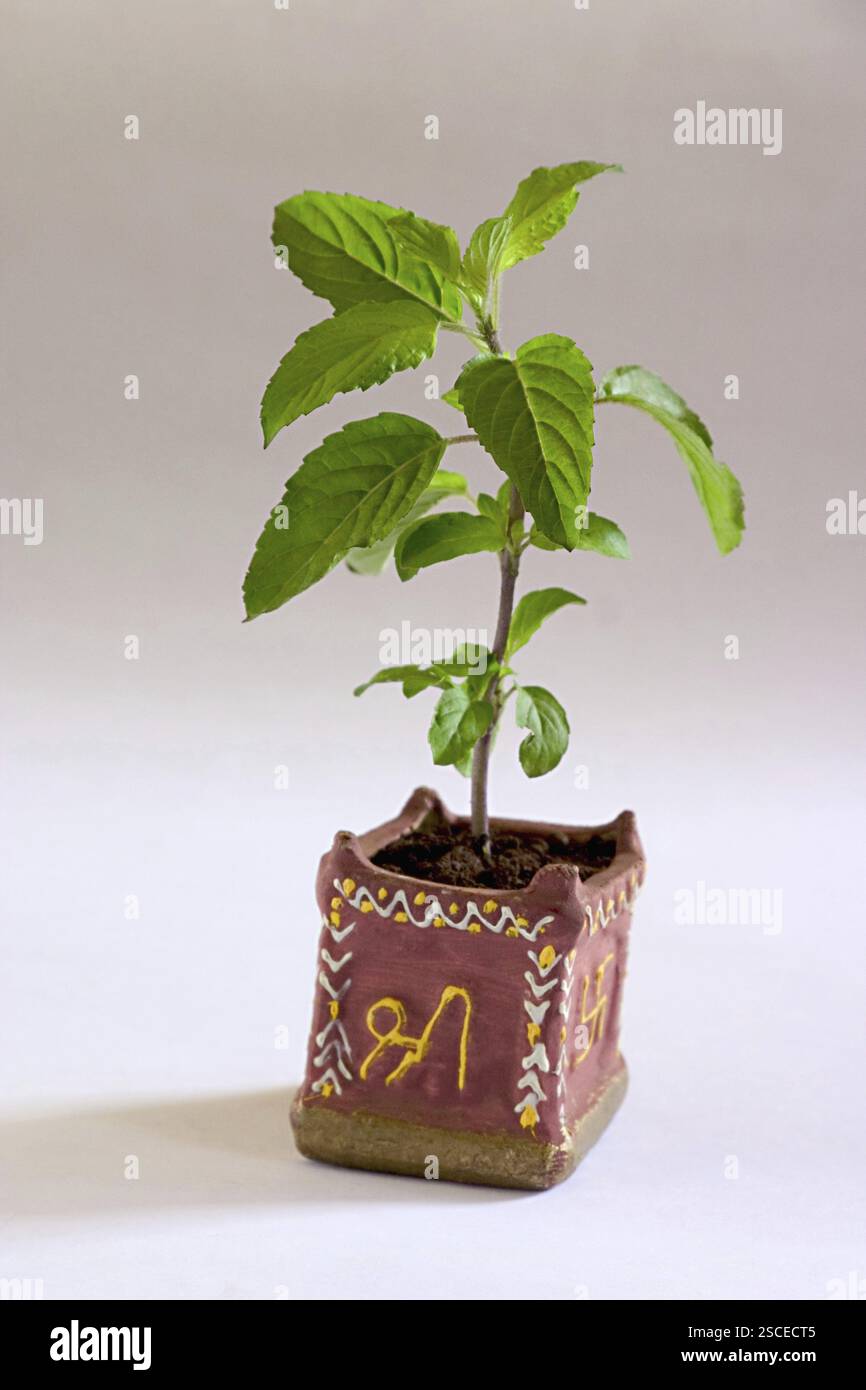 Wild Plant, Tulsi, Holy Basil Plant, Plant of Devotion and Love, Ocimum ...