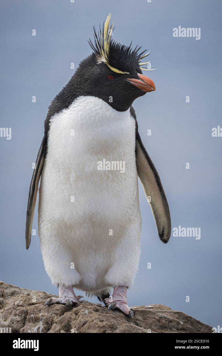 Rockhopper penguin (Eudyptes chrysocome), Pebble Island, Falkland ...