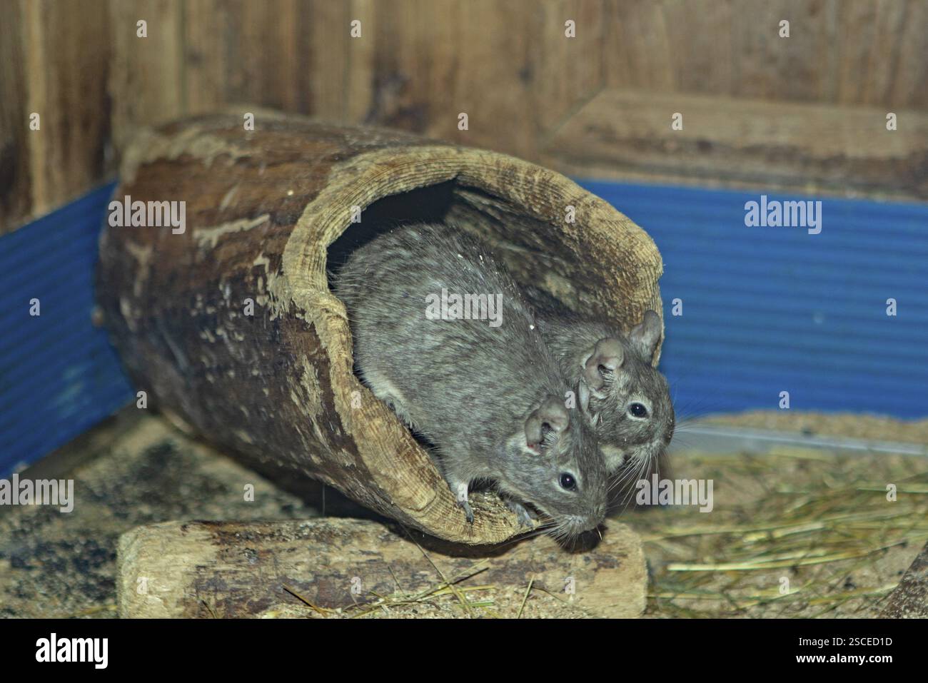 Degu two animals jumping out of tree cave on the right seeing Stock ...