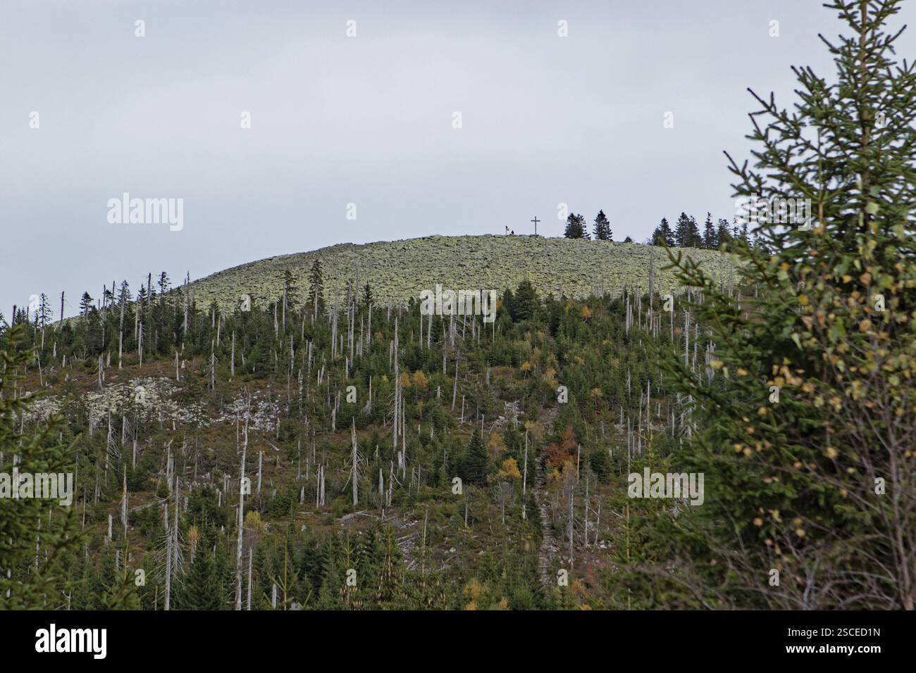 Lusen autumn forest scenery sky ladder stone staircase in front of grey sky Stock Photo - Alamy