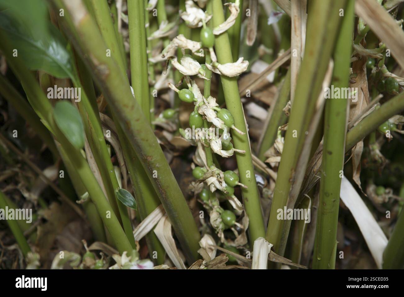 Spices, mouth freshener and ayurvedic medicine Cardamom plants with raw ...
