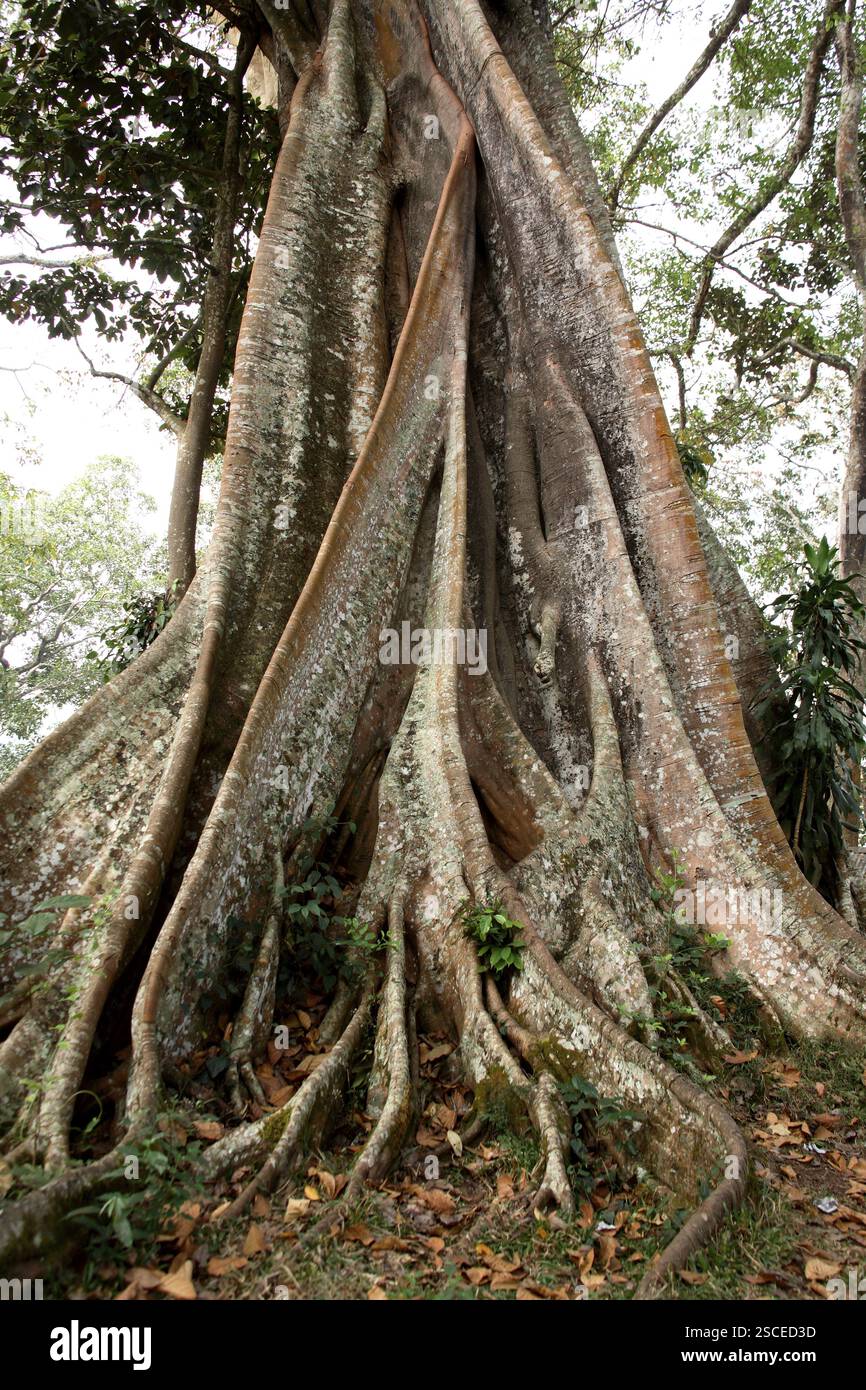 Banyan tree Botanical name Ficus bengalensis, Periyar wildlife ...