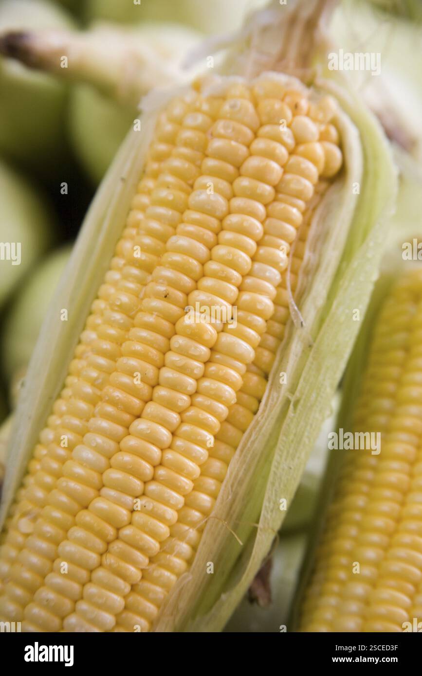Crop and Natural Food, sweet golden corn Bhutta Makki or Makai Corn ...