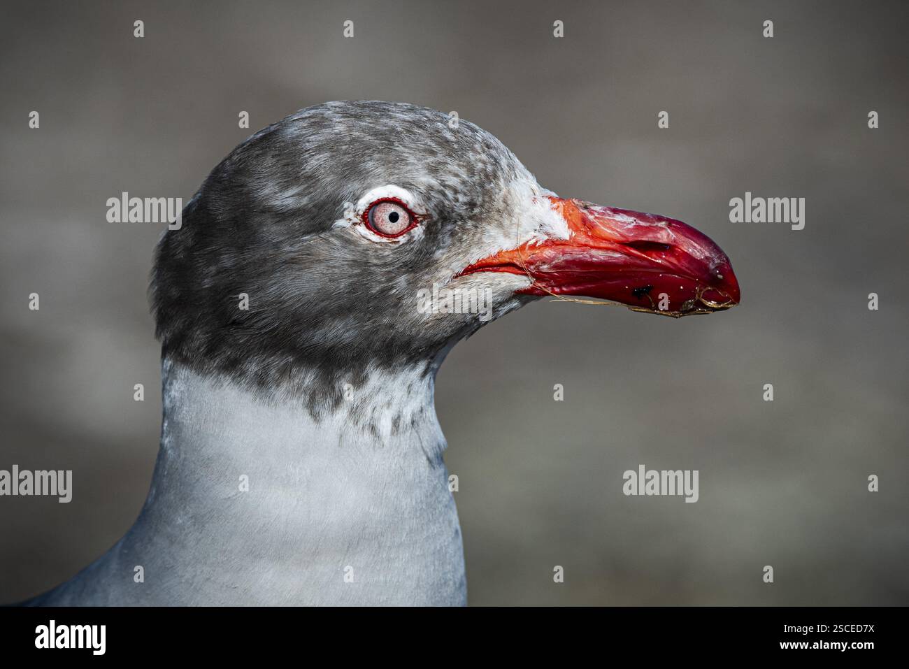 Blood-billed Gull (Leucophaeus scoresbii, also Larus scoresbii ...