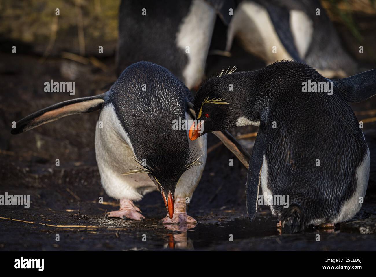 Rockhopper penguins drinking at a water source, Bleaker Island ...