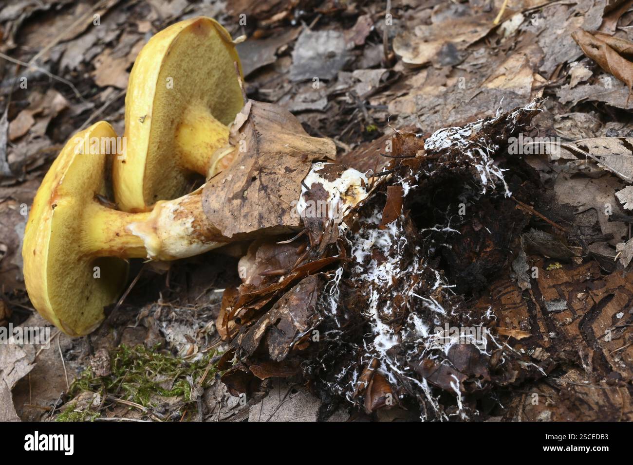 Mushroom mycelium of a golden bolete (Suillus grevillei, Suillus flavus ...